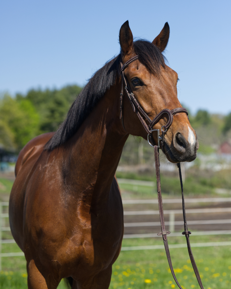 New Vocations