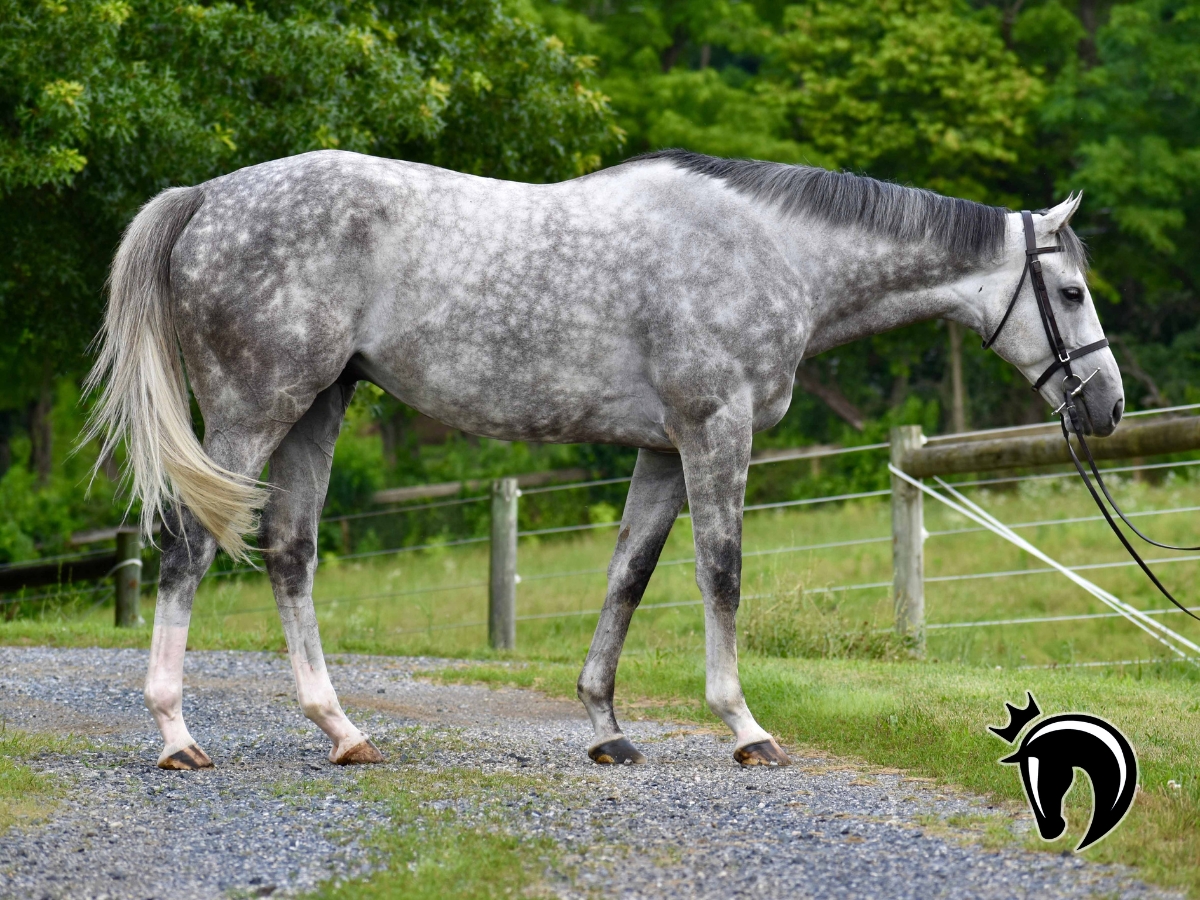 Interesting Horses for Adoption - Page 17 - Horse Racing Forum - USA ...